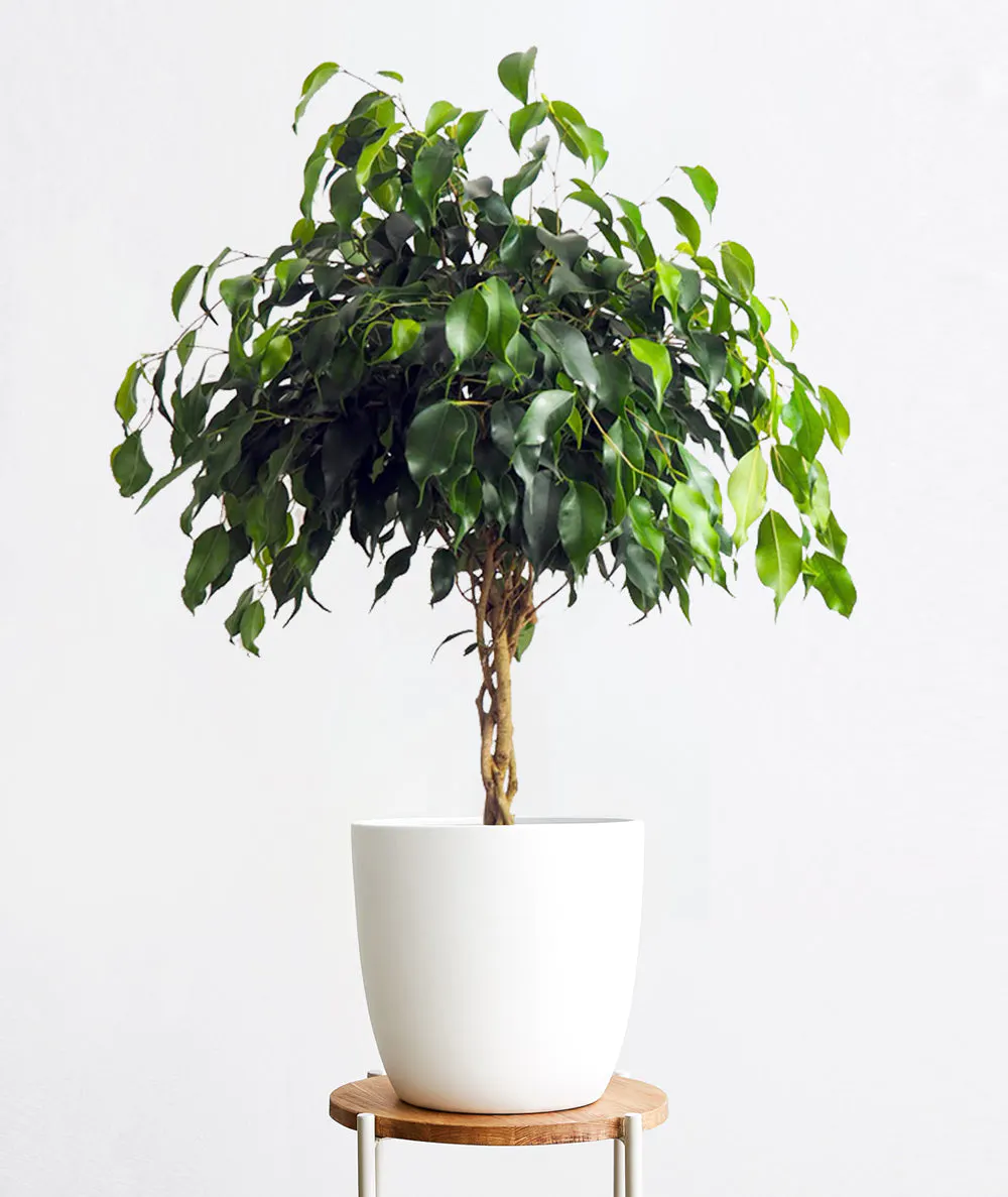 Luxury Plant Arrangements in Your Living Room | Love Happens