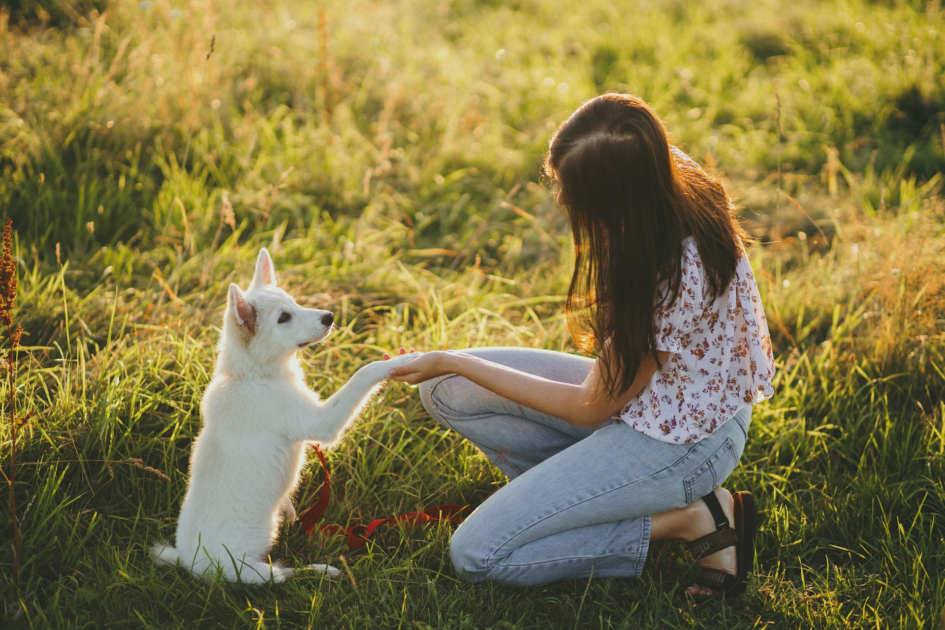 Puppy Training With Heart: How to Teach ‘Stay’ and Build Calm ...