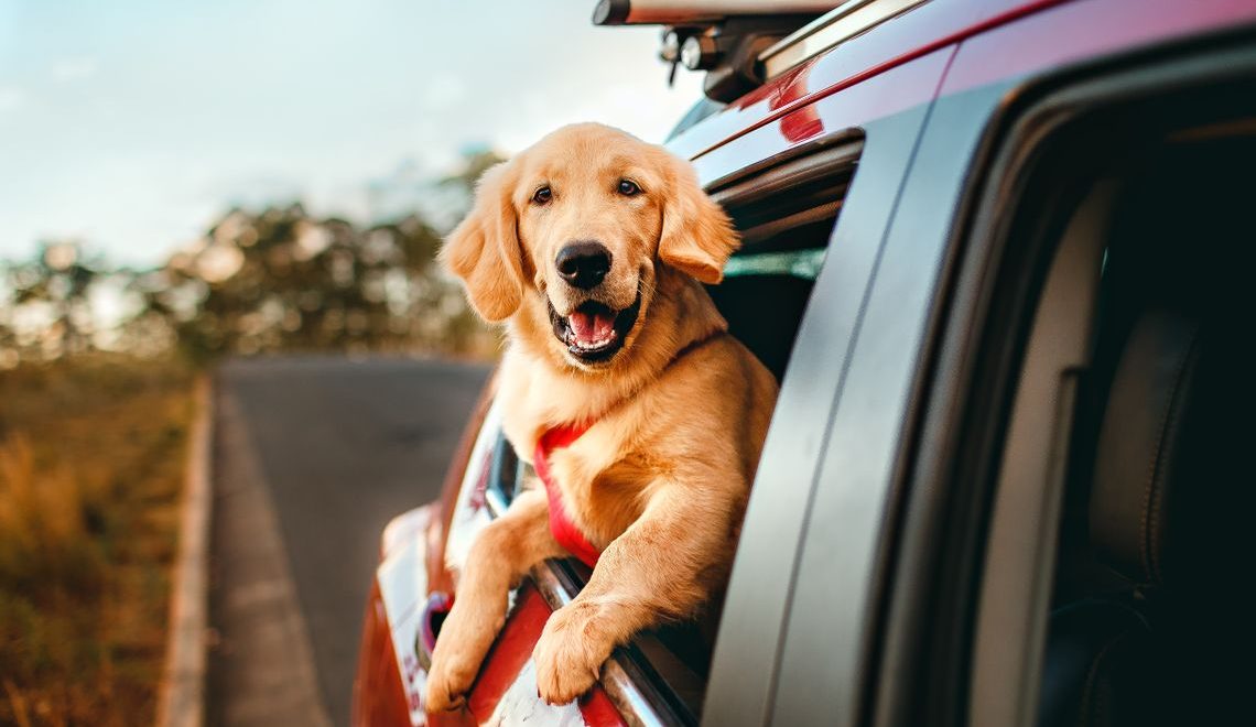 I Drove Through Five States With My Dog and Never Once Panicked About ...