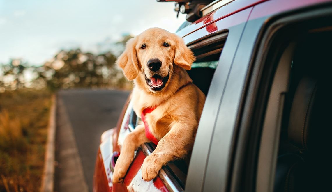 I Drove Through Five States With My Dog and Never Once Panicked About ...